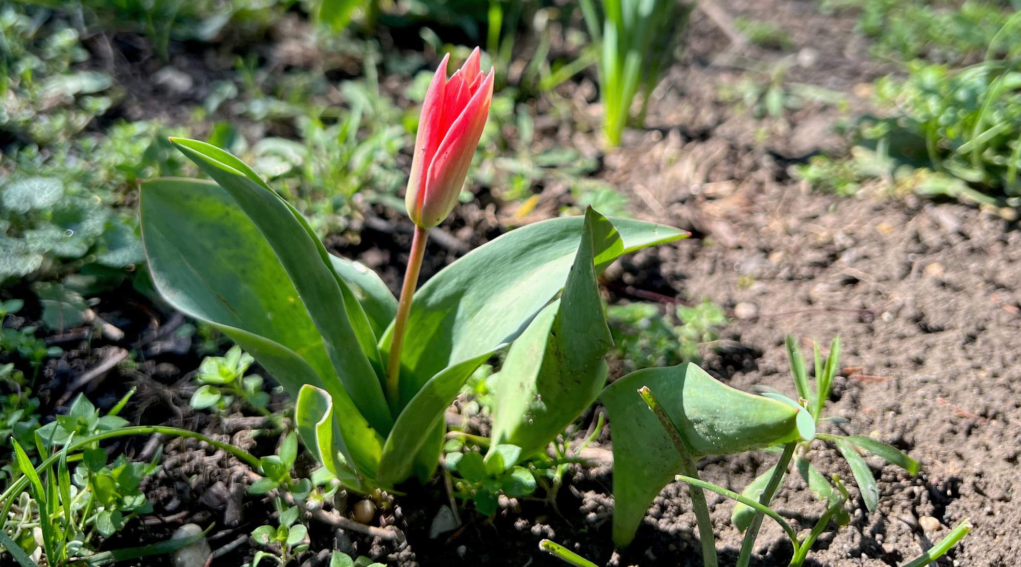 Week 10, 2024 - Flowers and AI